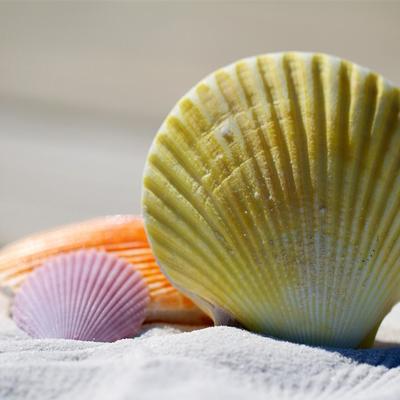 Summer beach sand shell closeup - KDE Store
