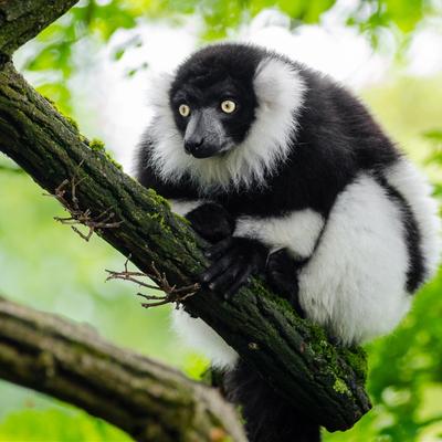 Spring Forest Tree Cute Lemur - KDE Store