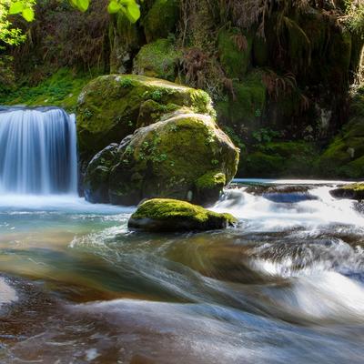 Summer jungle streams sunshine moss - KDE Store