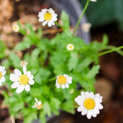 Outdoor Wild white daisy flower - KDE Store