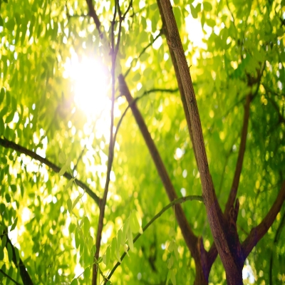 Forest tree green leaves sunlight 4K - KDE Store