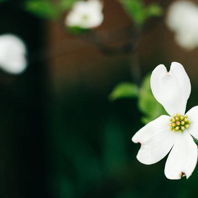 Blossom white flower nature plants Blossom_white_flower_nat - KDE Store