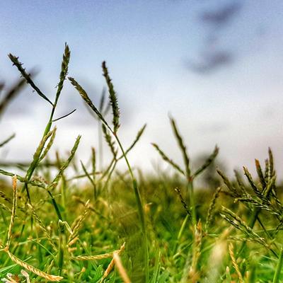 Summer morning meadow sky closeup - KDE Store
