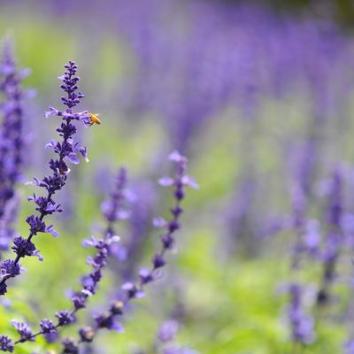 Romantic purple lavender garden 2017 Flowers H.. - KDE Store