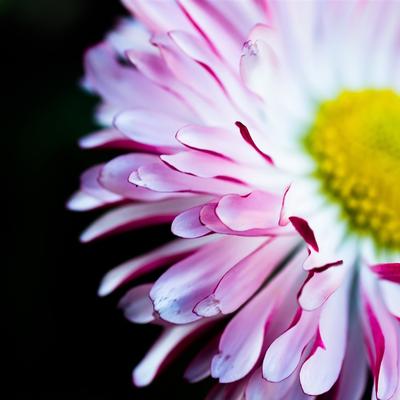 Pink large daisy yellow flower 2017 Flowers HD.. - KDE Store