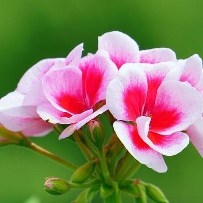 Beautiful pink butterfly flower 2017 Flowers H.. - KDE Store