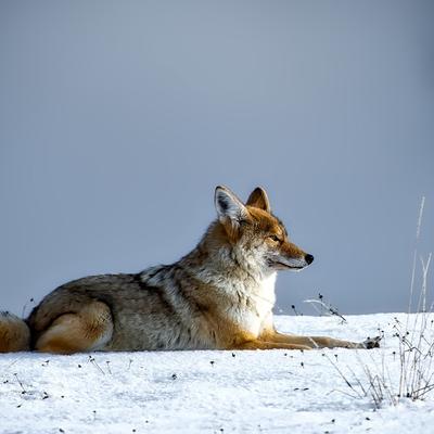 Canine cold coyote Animal Wallpaper - KDE Store