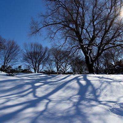 Snow-white snowstorm sunrise trees Nature Wall.. - KDE Store