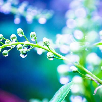 Flower plants drops water-2017 High Quality Wa.. - KDE Store