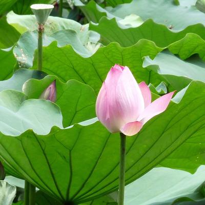 Summer Blooming Lotus Photo Wallpaper - KDE Store