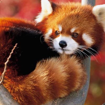 red panda fluffy-animal desktop - KDE Store