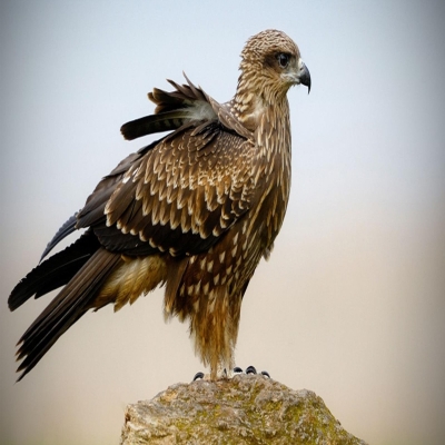 Hawk-animal desktop wallpaper - KDE Store