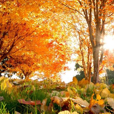 Autumn trees leaves - KDE Store