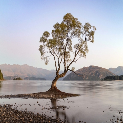 Lake Tree - KDE Store