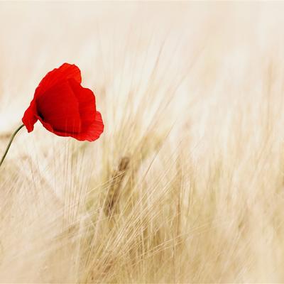Autumn wheat field - KDE Store