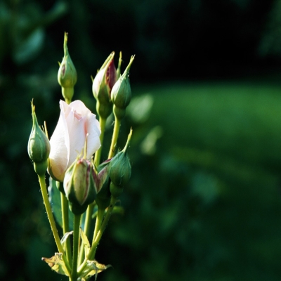 lonely rose-Macro - KDE Store