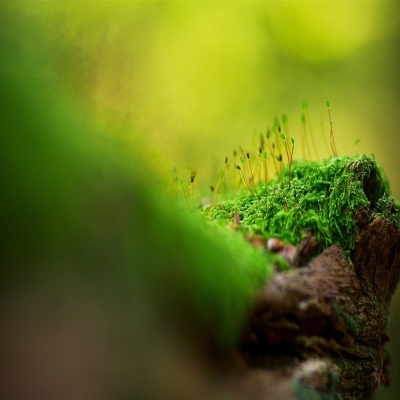 moss-Macro - KDE Store