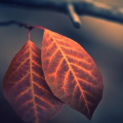 two ember leaves - KDE Store