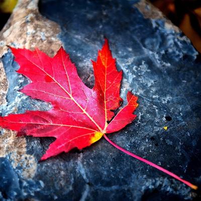 red maple leaf - KDE Store