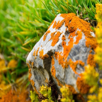 stone moss grass - KDE Store