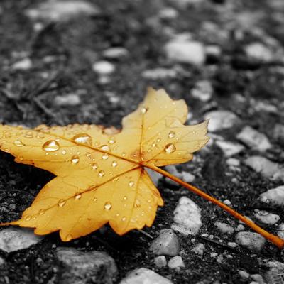 raindrops on - KDE Store