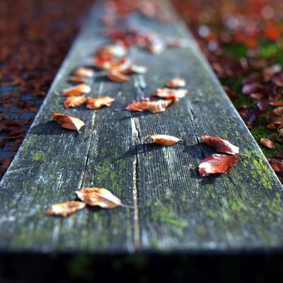 leaves on the bench - KDE Store