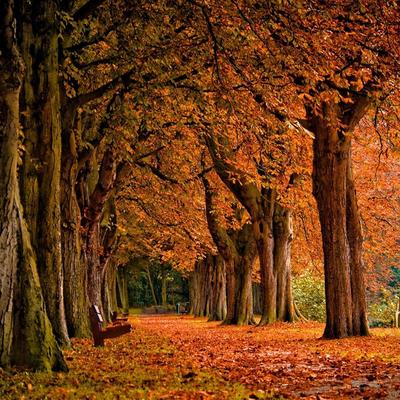 autumn park - KDE Store