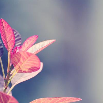 leaves plant - KDE Store