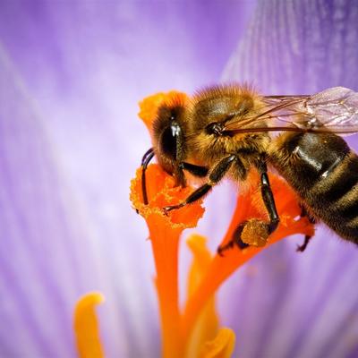 Purple flower - KDE Store