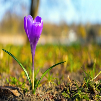 Spring jungle purple flower - KDE Store