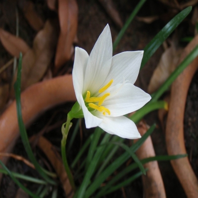 white rain lily - KDE Store