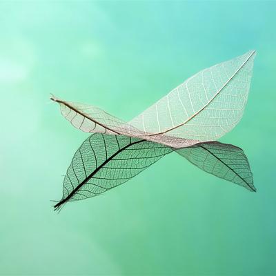 Transparent leaf - KDE Store