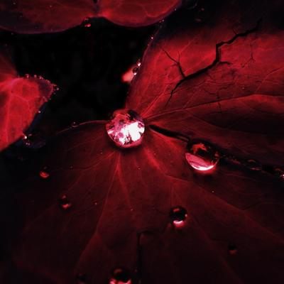 red leaves macro - KDE Store