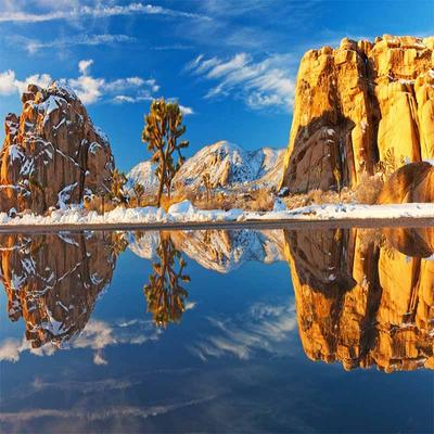 Lake trees - KDE Store