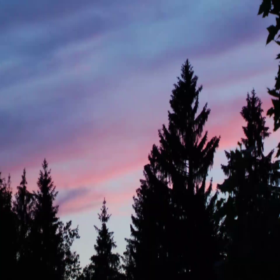 Sunset Timelapse Over Pine Trees - KDE Store