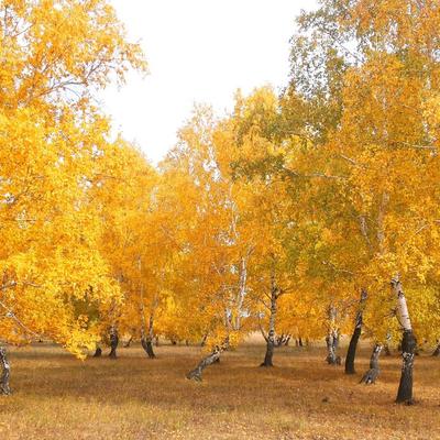 Autumn Fall Forest Wallpaper - KDE Store