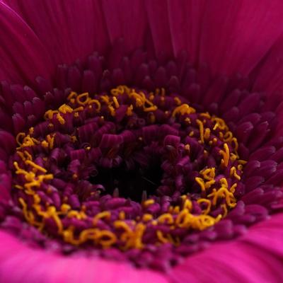 flower - KDE Store