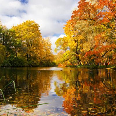 Green and Yellow Trees Beside River - KDE Store