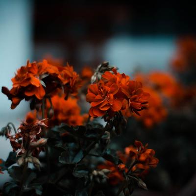 Orange Flowers - KDE Store
