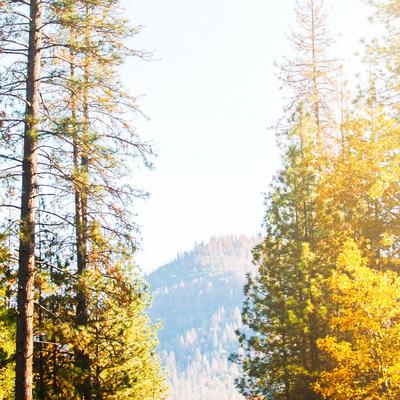 Tree Full HD - KDE Store