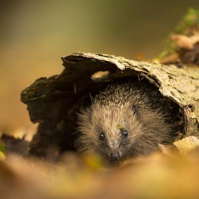 Autumn Sea Hedgehog Sussex UK Bing 4K - KDE Store