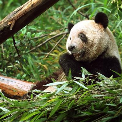 Panda eating bamboo-Bing theme wallpaper - KDE Store