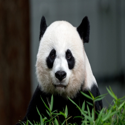 China Panda 2021 Cute Animal 5K Photo - KDE Store