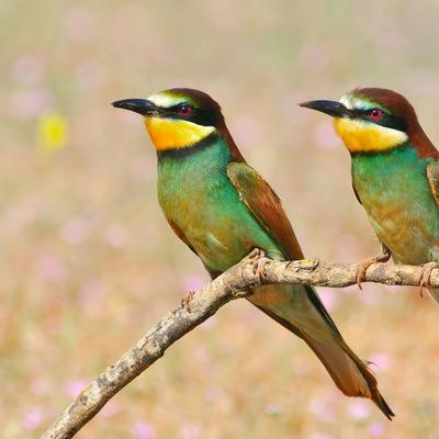Golden bee eater bird-High Quality Wallpaper - KDE Store