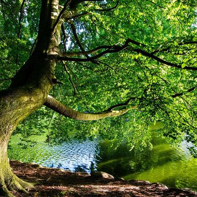 Beautiful Tree River Nature Jungle Sunlight 5K - KDE Store