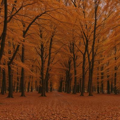 Beautiful forest wallpaper - KDE Store