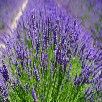 Field of purple lavender - KDE Store