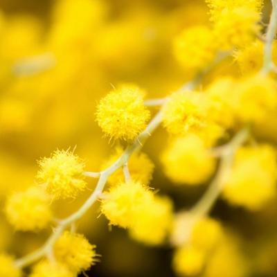 Yellow flowering plant - KDE Store