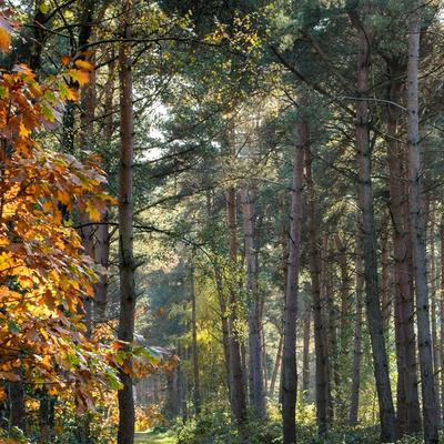 A path in the yellow leaved forest - KDE Store