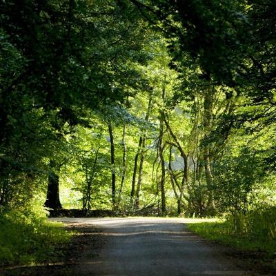 Jungle Grove - KDE Store